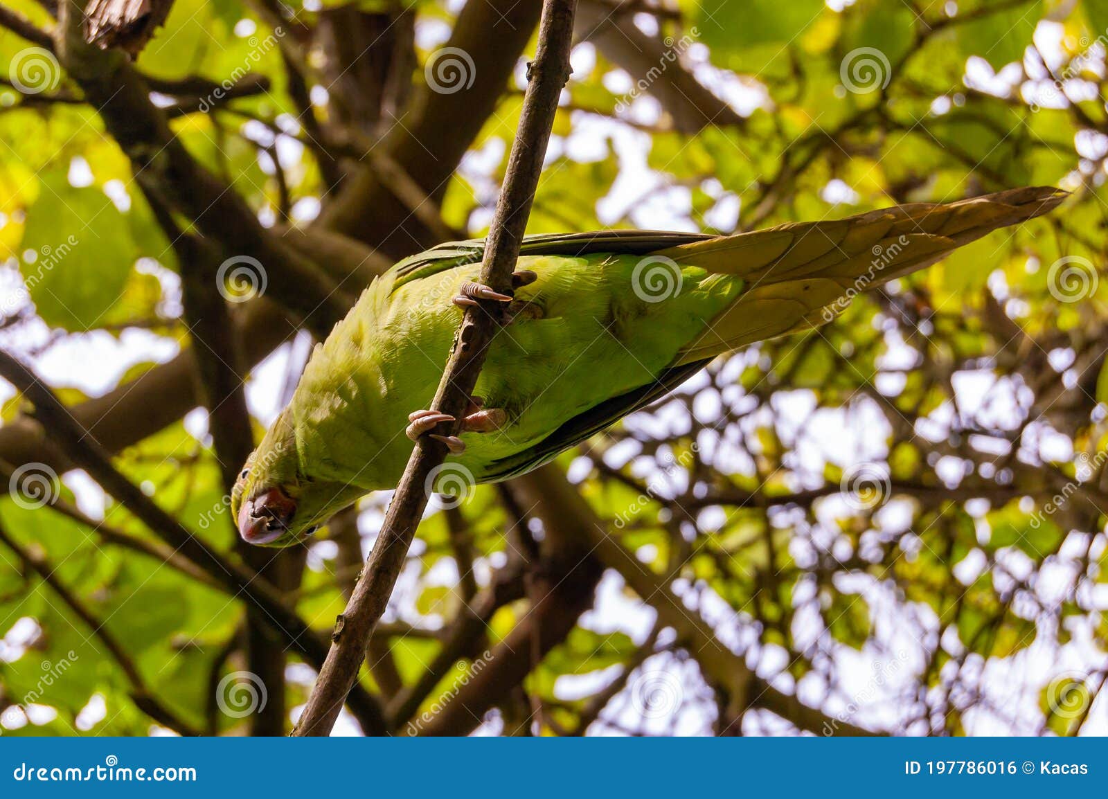 Wild British Green Parakeet Parrot Bird on the Tree in London Stock ...
