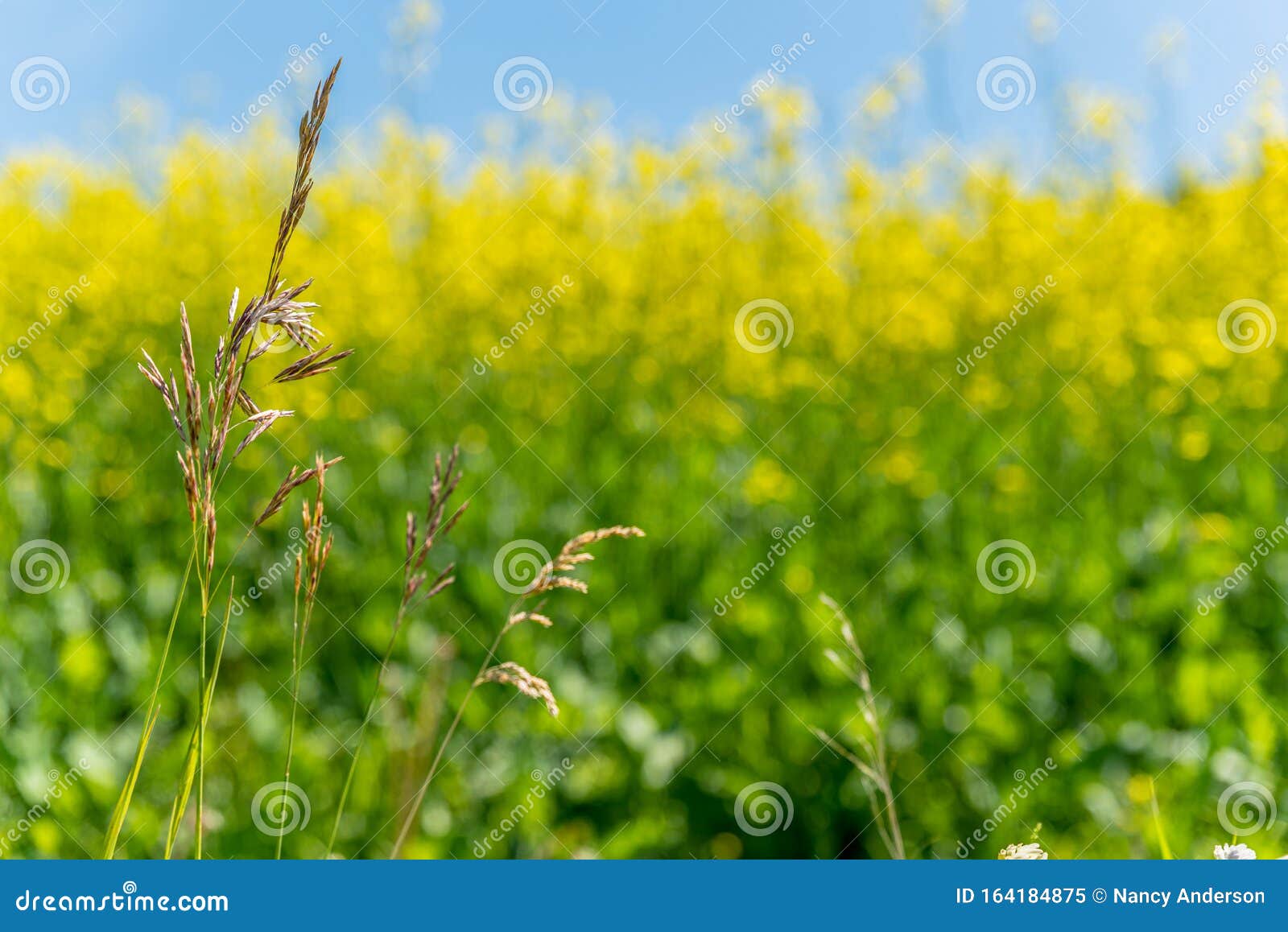 Wild Brome Grass with a Yellow Canola Field in the Background Stock ...