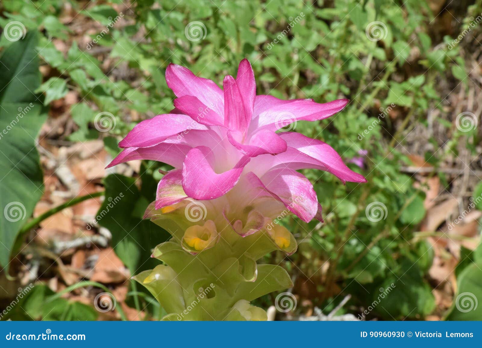 Wild Bromeliad with Bloom Growing Stock Photo - Image of bromeliad ...