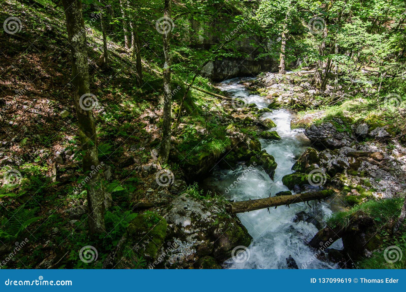 Wild brook in the nature stock image. Image of naturally - 137099619