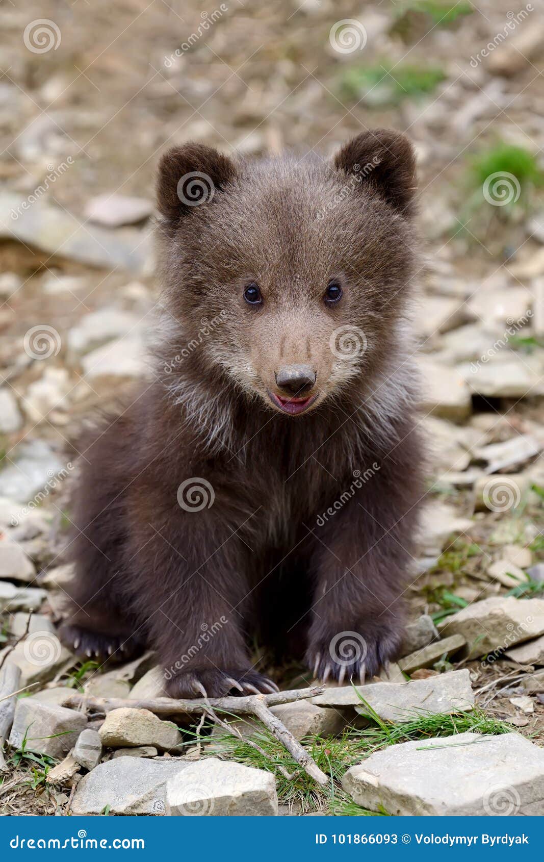 Brown bear cub stock image. Image of baby, fauna, nature - 101866093