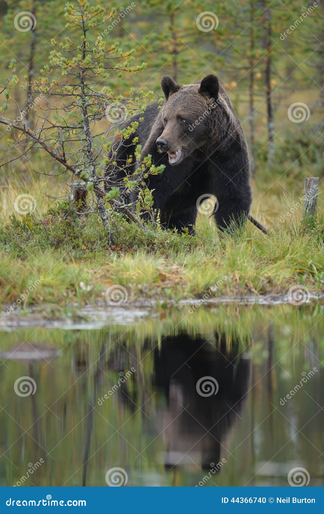 Wild Brown Bear Reflections Stock Photo - Image of arctos, bear: 44366740