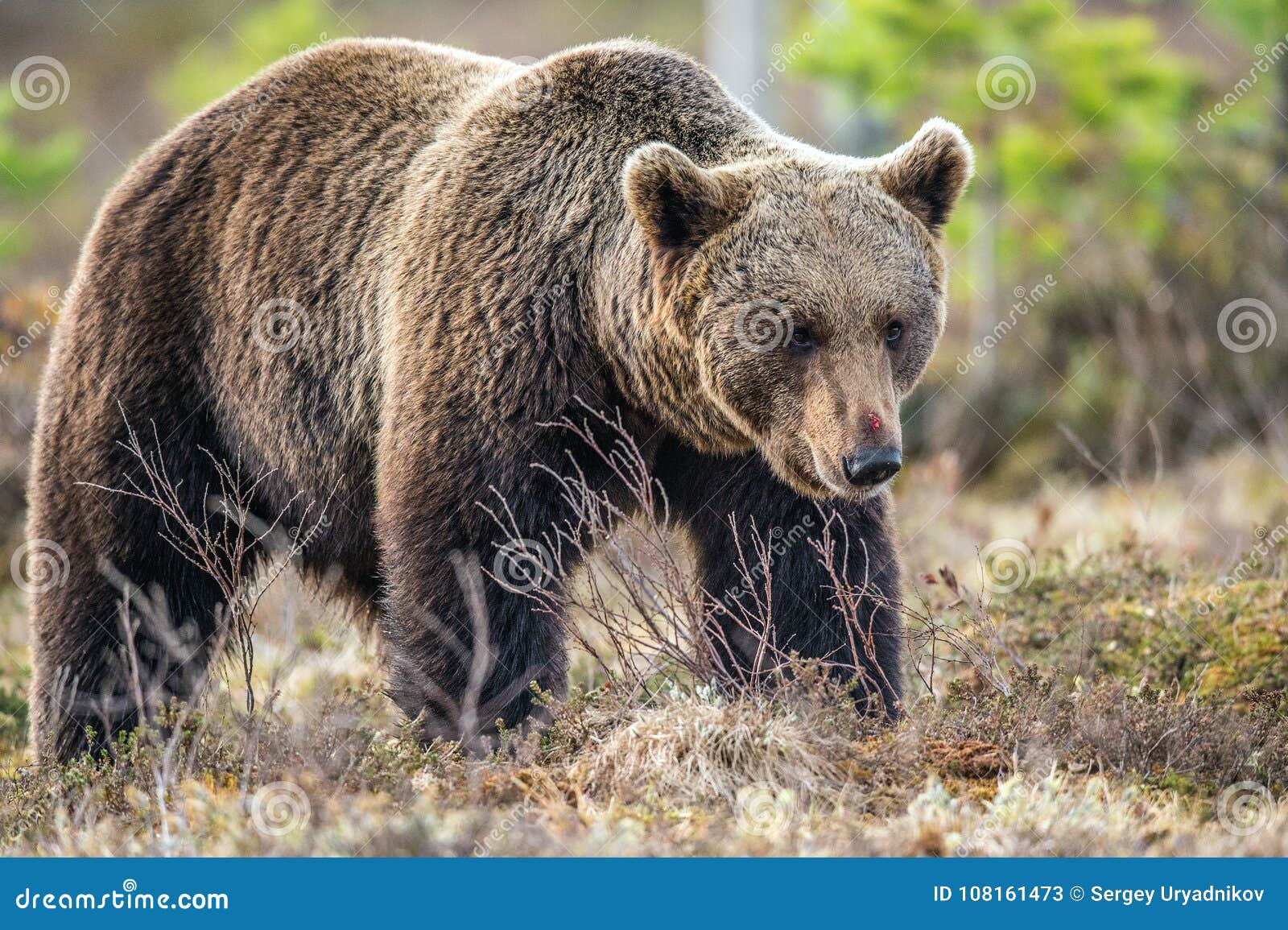 Wild Brown Bear in the Spring Forest. Stock Image - Image of arctos ...