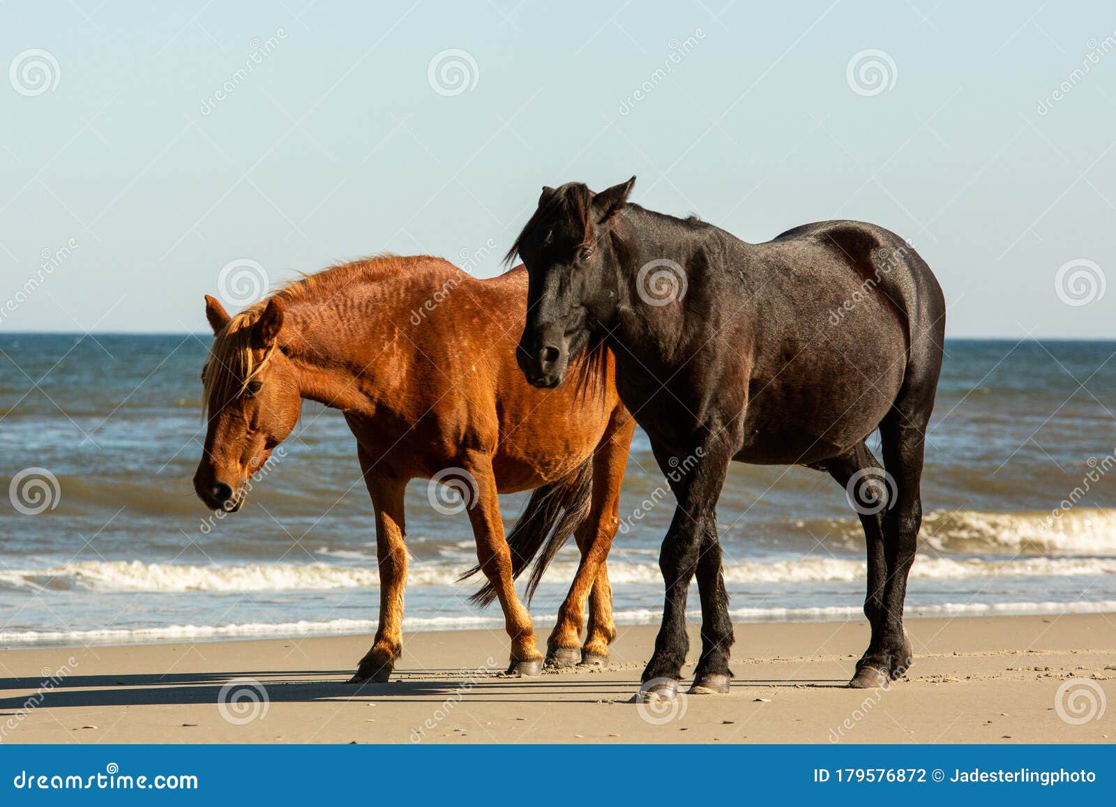 Wild Brown and Black Horses Walking Parallel Along a Beach with Low ... Wild Brown and Black Horses Walking Parallel Along a Beach with Low ...