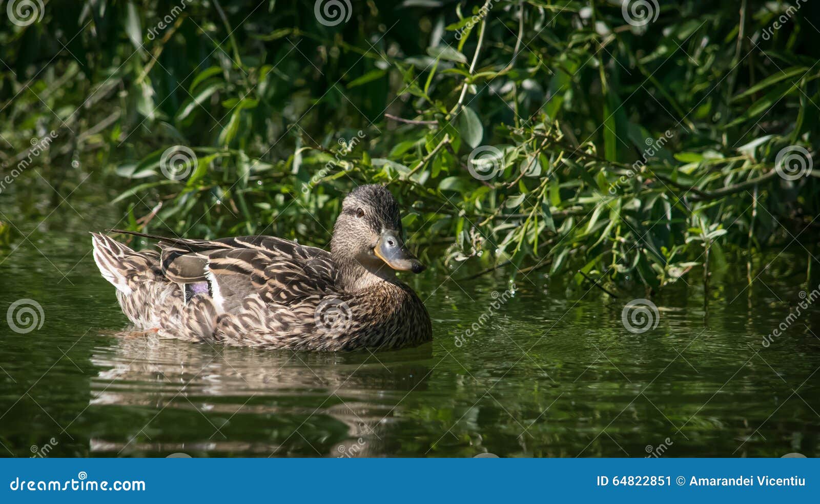 Wild brown duck on water stock image. Image of wild, duck - 64822851