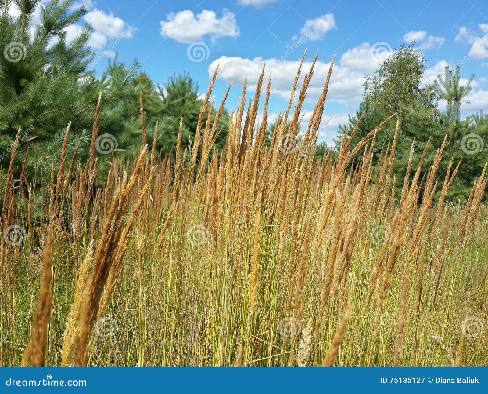 Wild Brown Grass, Pine Trees and Blue Cloudy Sky Stock Image - Image of ...