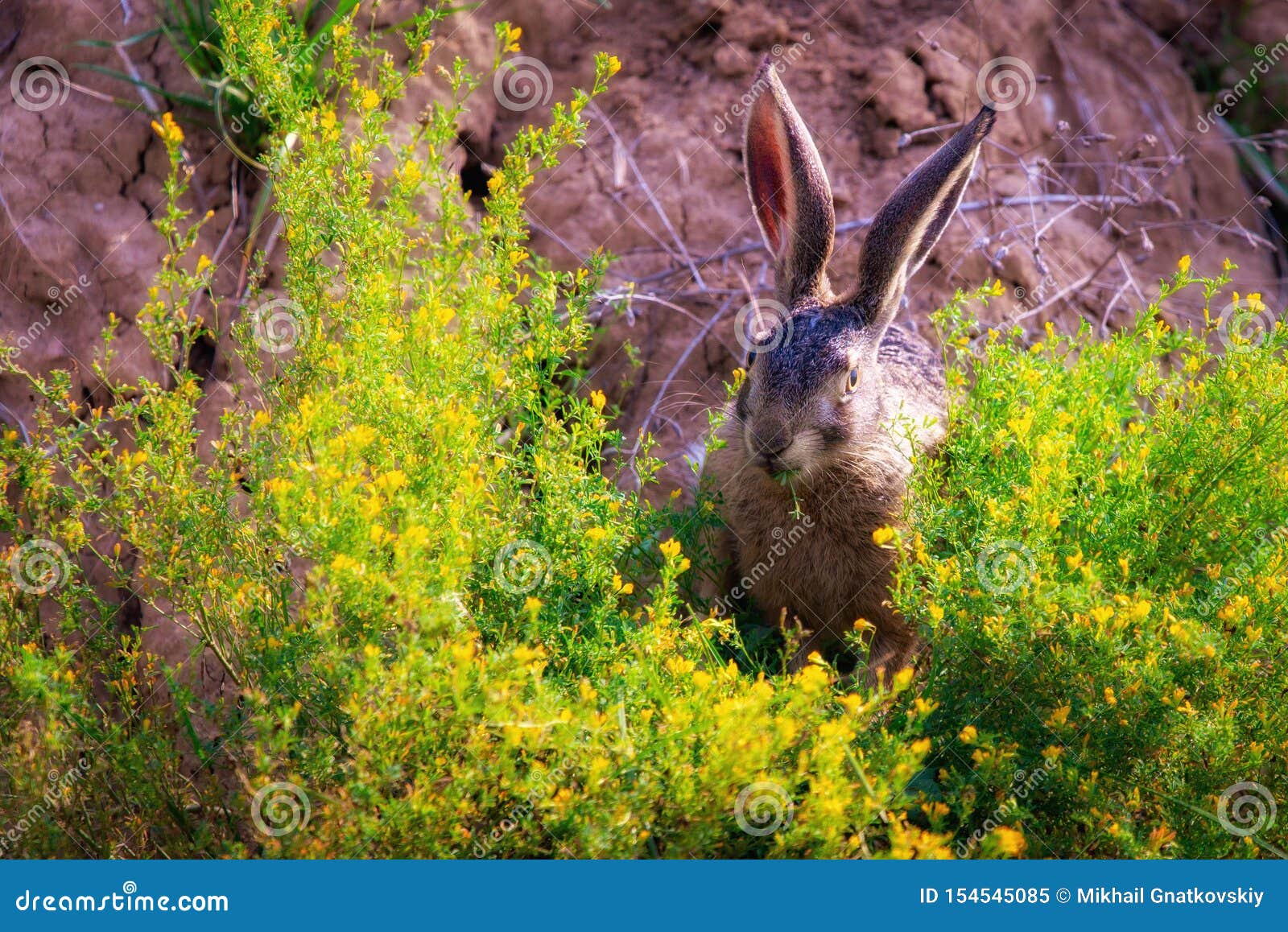 Wild Brown Hare with Big Ears Sitting in a Grass Stock Image - Image of ...