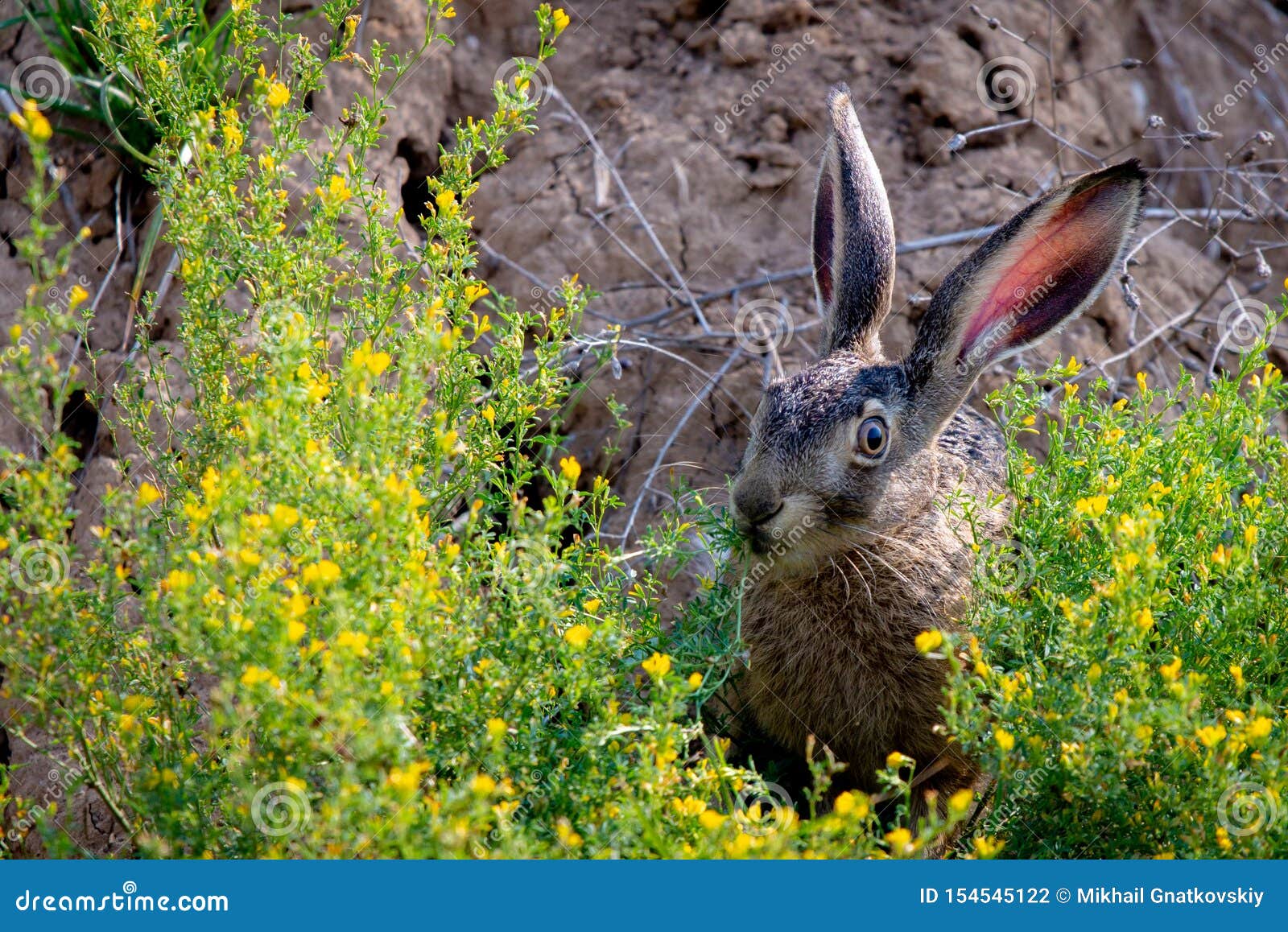 Wild Brown Hare with Big Ears Sitting in a Grass Stock Photo - Image of ...