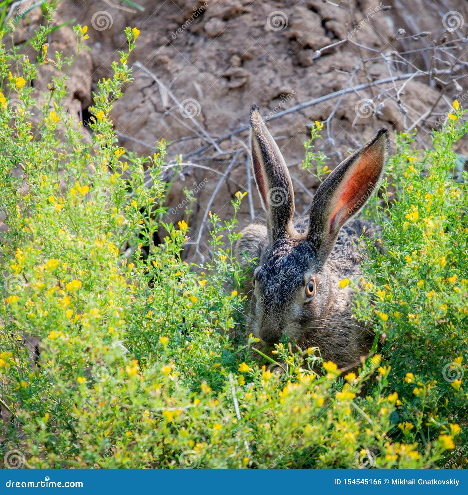 Wild Brown Hare with Big Ears Sitting in a Grass Stock Photo - Image of ...