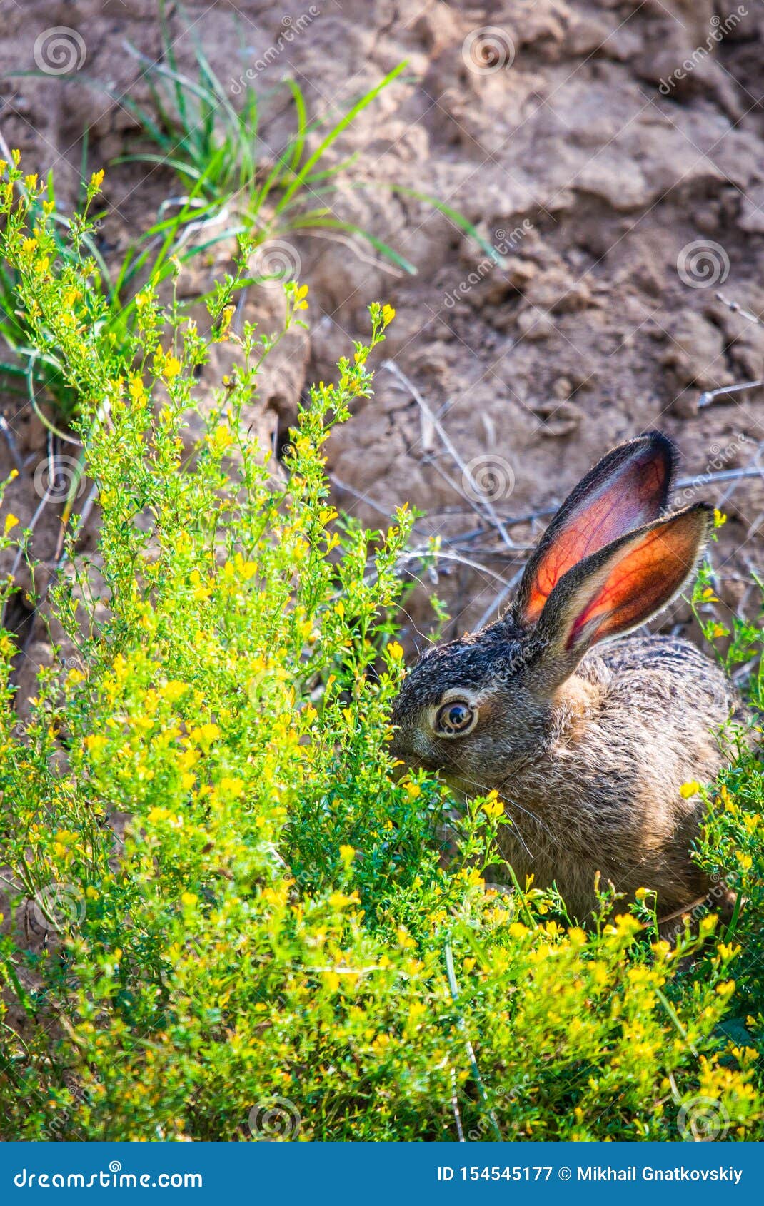 Wild Brown Hare with Big Ears Sitting in a Grass Stock Image - Image of ...