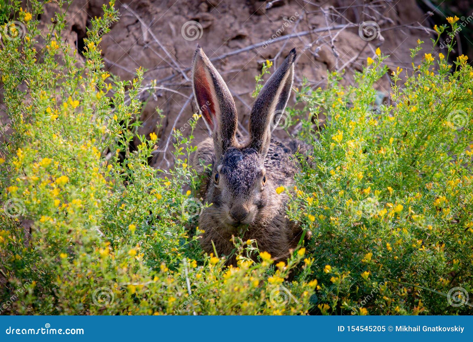 Wild Brown Hare with Big Ears Sitting in a Grass Stock Image - Image of ...
