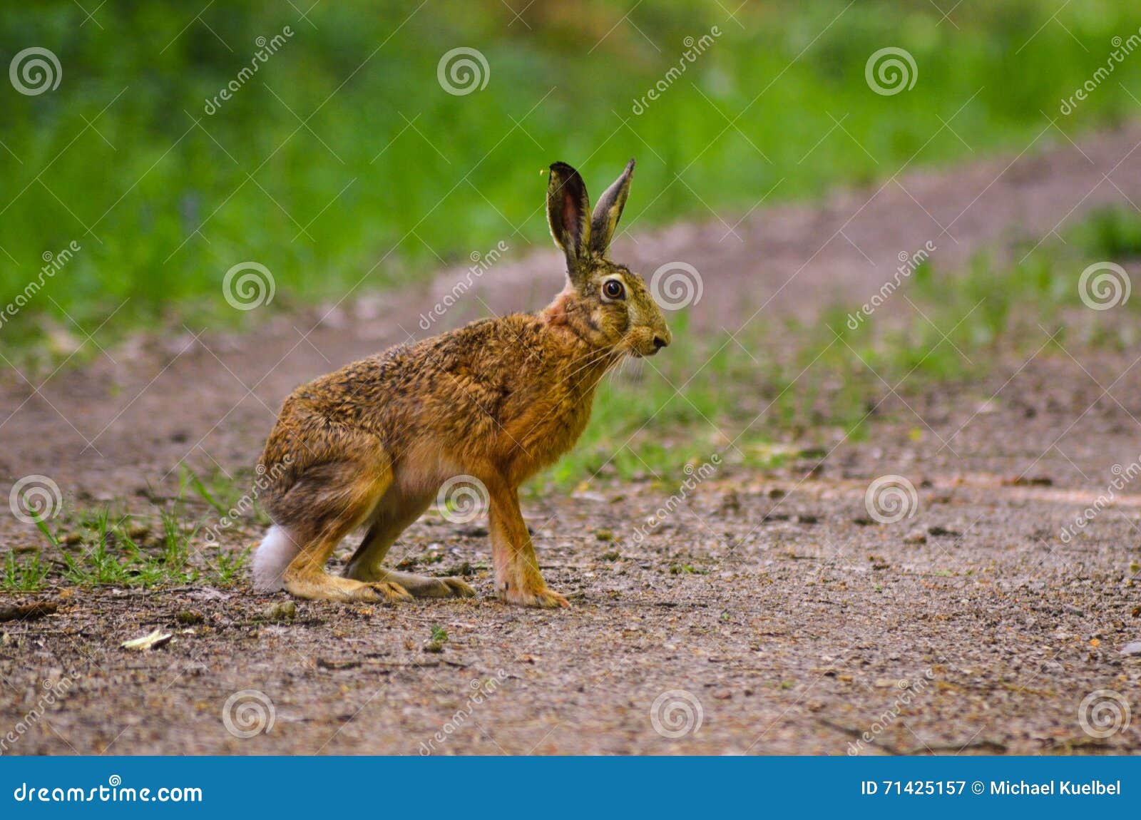 Wild Brown Hare with Big Ears Sitting in a Grass Stock Image - Image of ...
