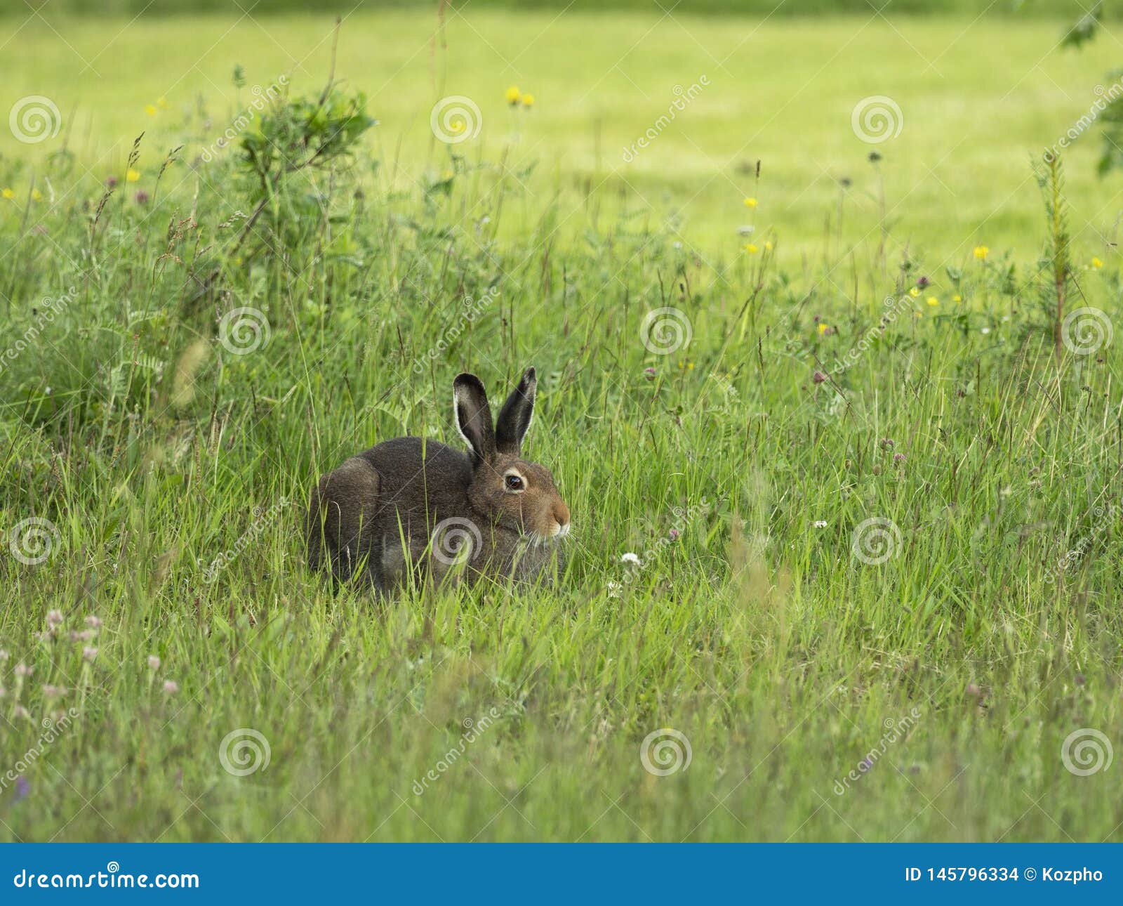 Wild Brown Hare Sits on a Meadow in the Grass Stock Photo - Image of ...