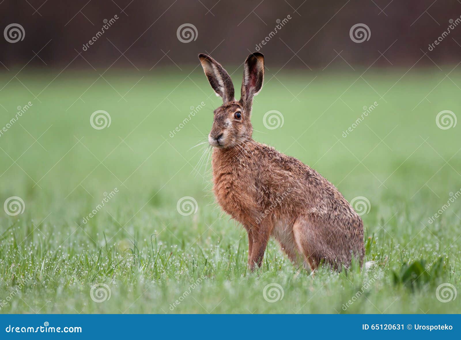 Wild Brown Hare Sitting in a Grass Stock Image - Image of nature, lawn ...