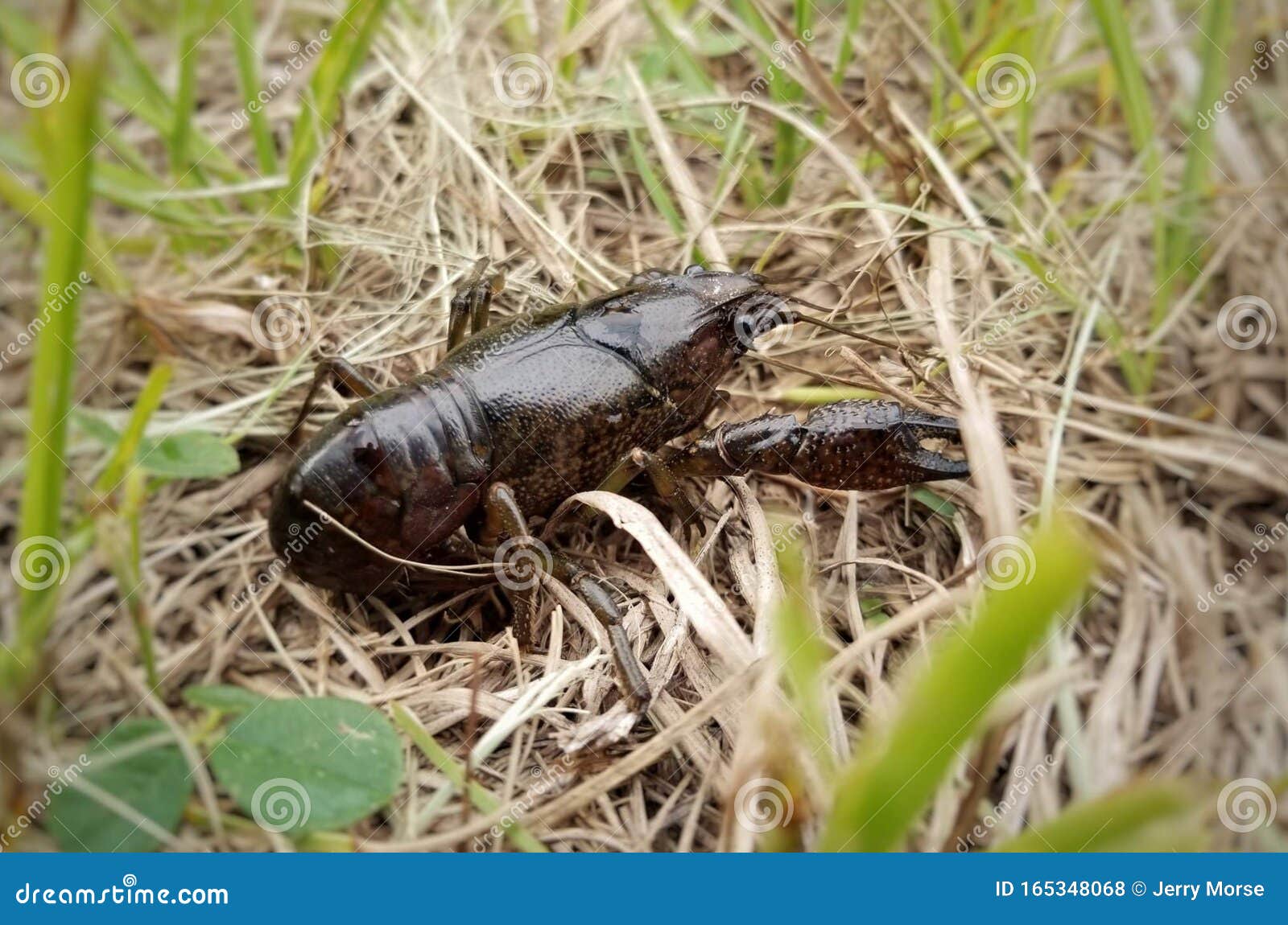 Mud Bug Stock Photos - Download 392 Royalty Free Photos