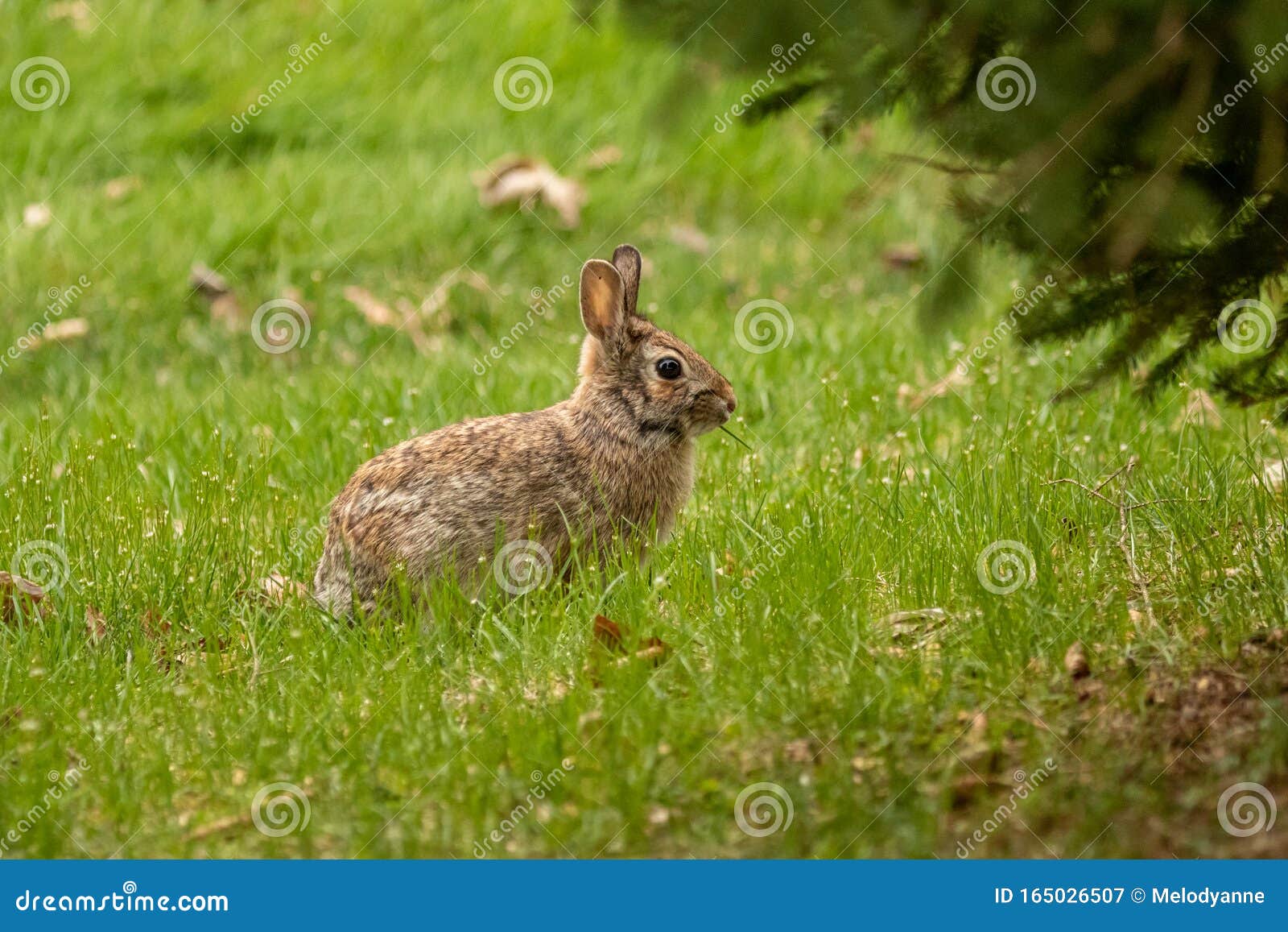 Wild Rabbit stock image. Image of bunny, shrubbery, animal - 165026507
