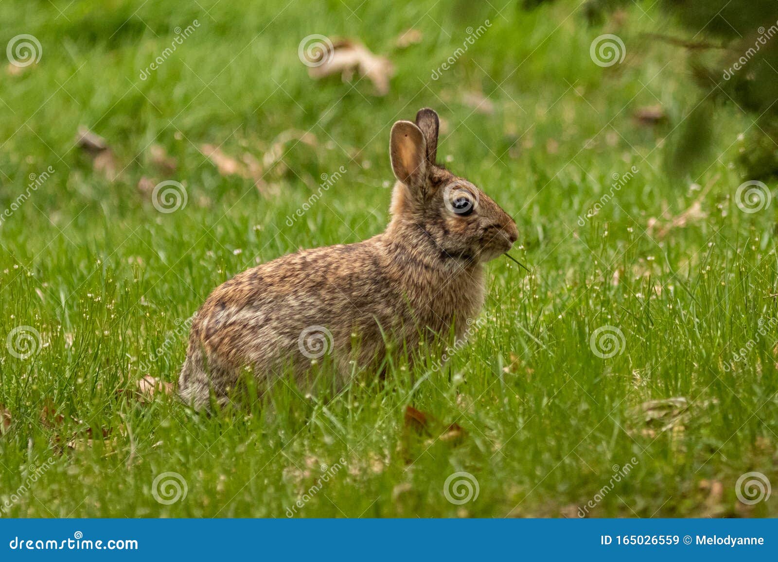 Wild Rabbit stock image. Image of peter, ears, brown - 165026559