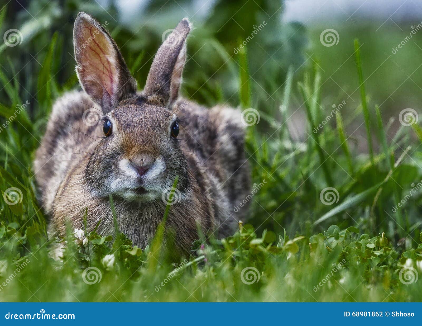Wild Brown Rabbit Rest Alert Grass Stock Photos - Free & Royalty-Free ...