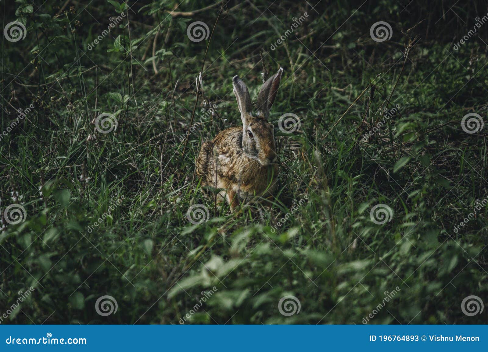 Wild Brown Rabbit Sitting on a Grassland Stock Image - Image of jungle ...