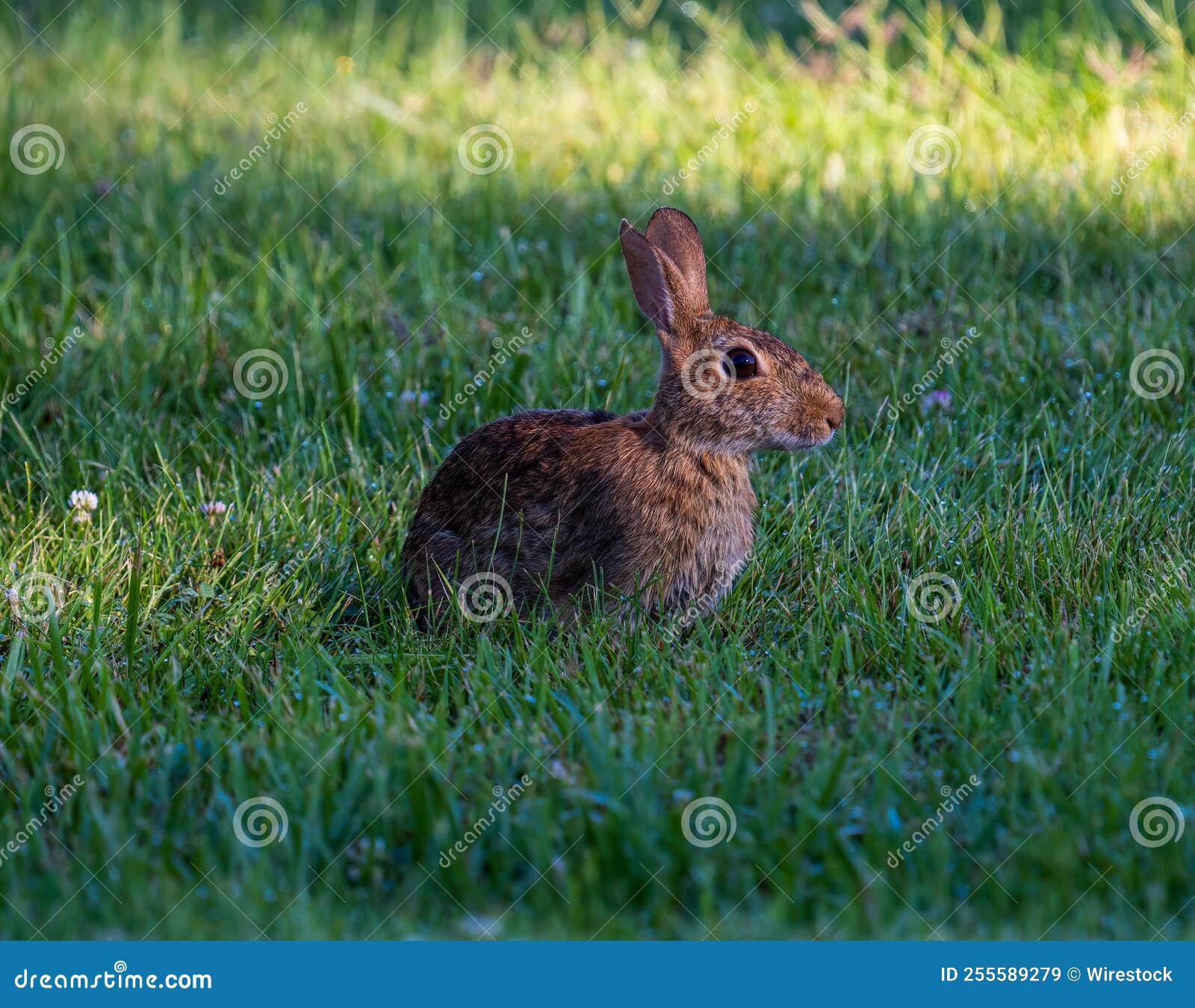 Wild Brown Rabbit Sitting on the Grasses in the Forest Stock Image ...