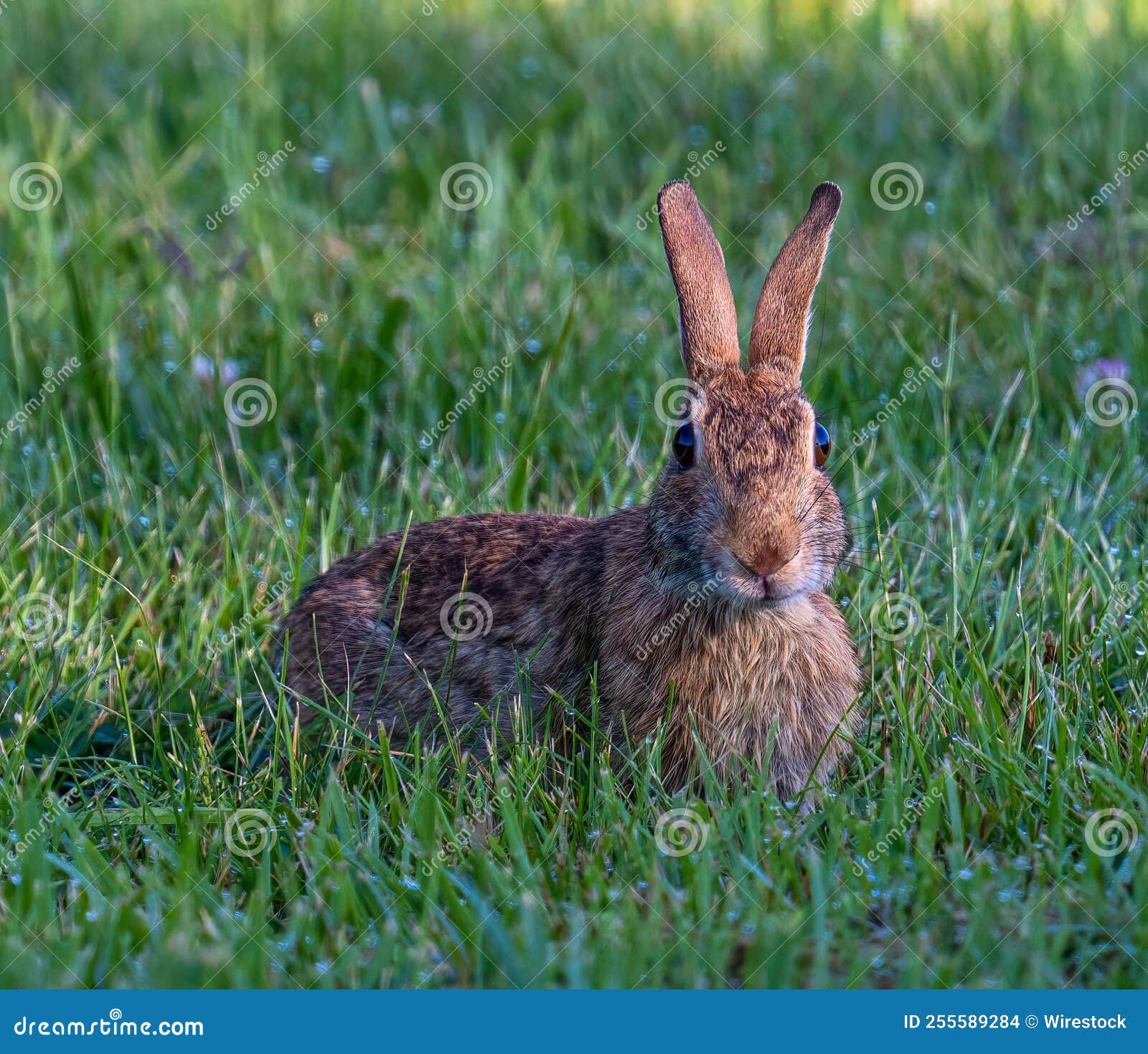Wild Brown Rabbit Sitting on the Grasses in the Forest Stock Photo ...