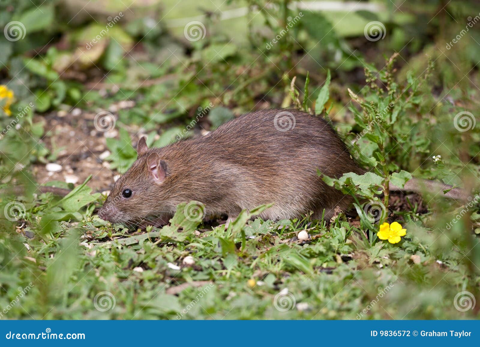 Wild Brown Rat stock photo. Image of common, plague, head - 9836572