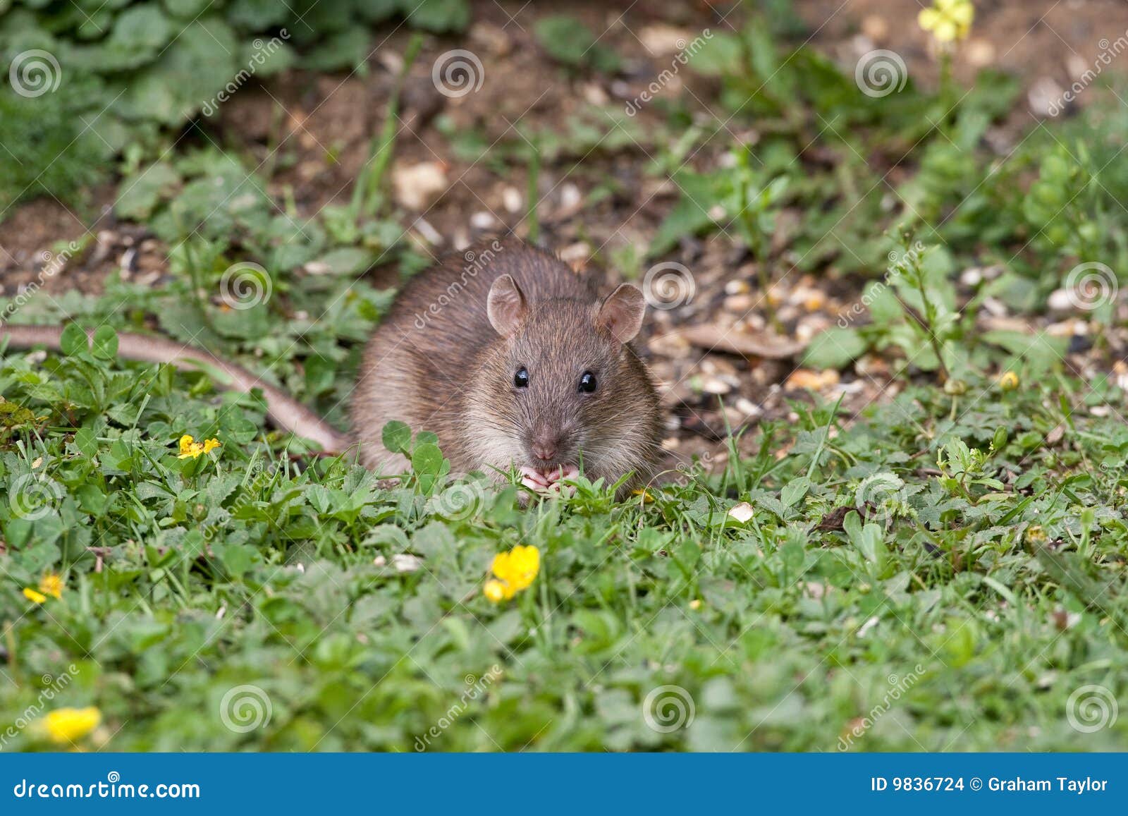 Wild Brown Rat stock photo. Image of disease, brown, fast - 9836724