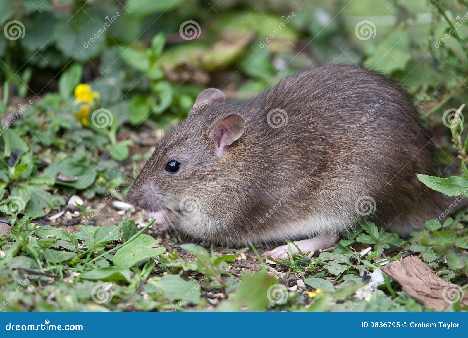Wild Brown Rat stock image. Image of carry, urine, tail - 9836795