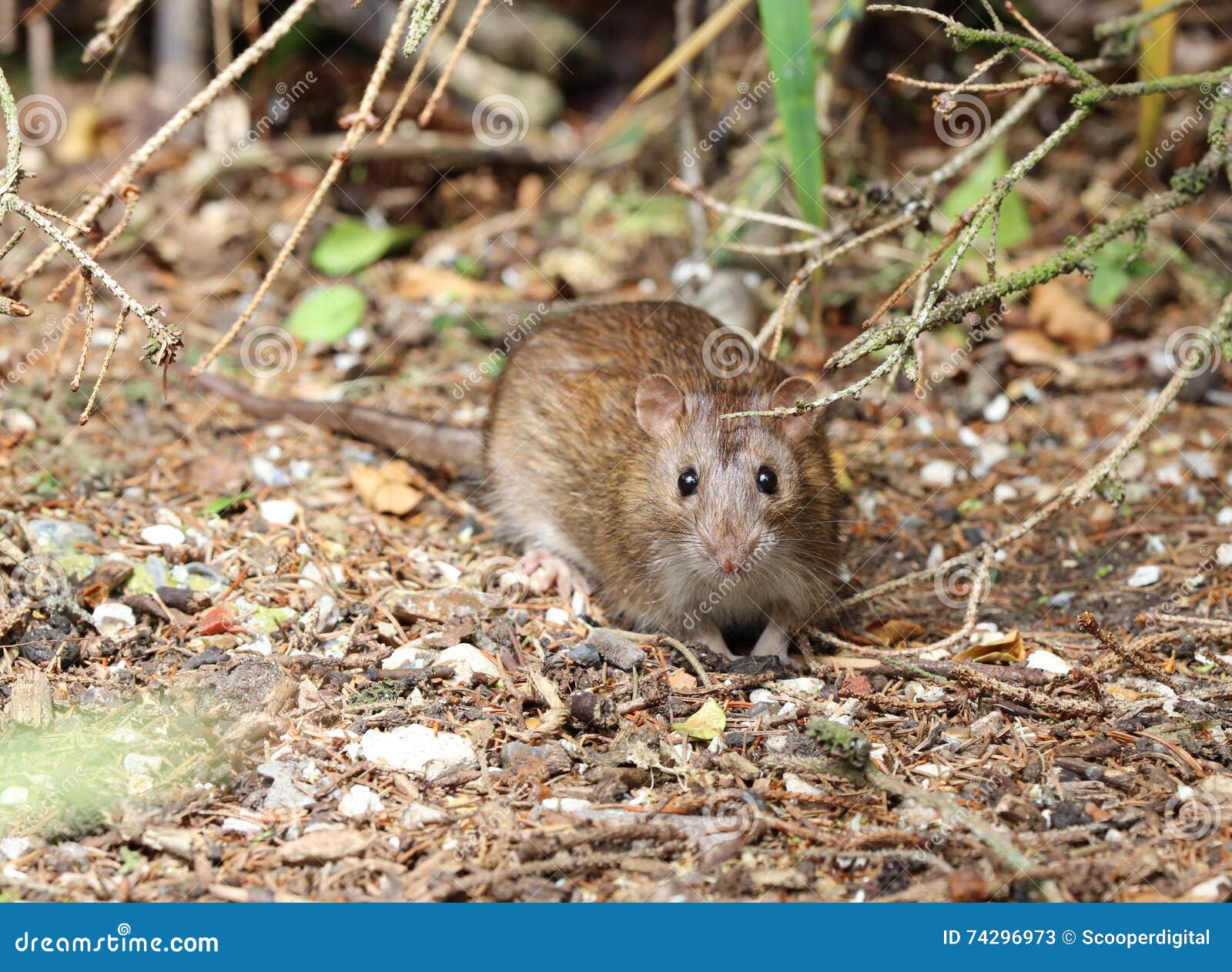 Wild Brown Rat stock image. Image of small, furry, white - 74296973