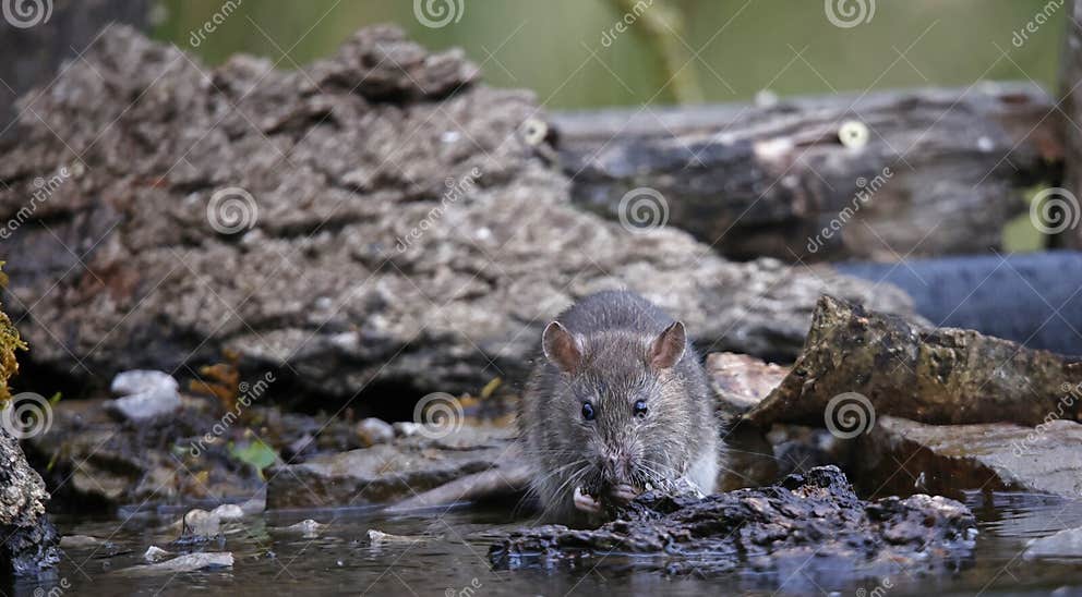 Wild Brown Rats Down on the Farm Stock Photo - Image of nature ...