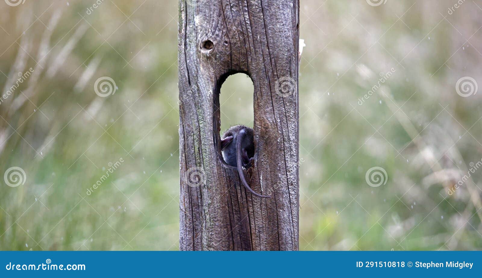 Wild Brown Rats Down on the Farm Stock Photo - Image of woodland ...