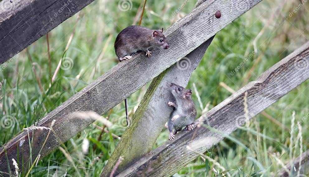 Wild Brown Rats Down on the Farm Stock Photo - Image of spring, animals ...
