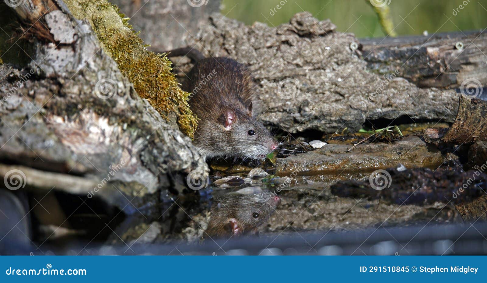 Wild Brown Rats Down on the Farm Stock Image - Image of spring, natural ...