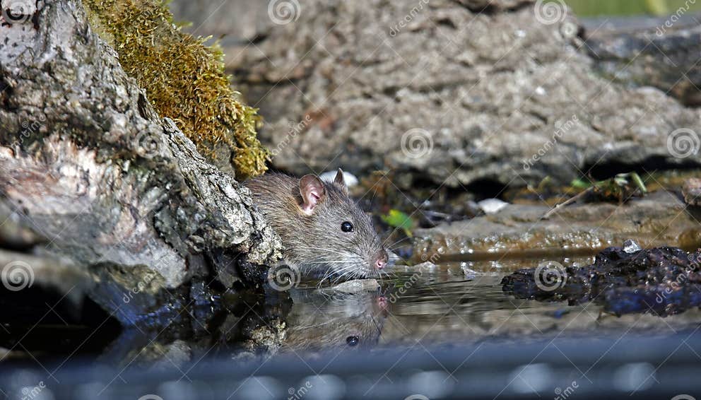 Wild Brown Rats Down on the Farm Stock Image - Image of wildlife ...