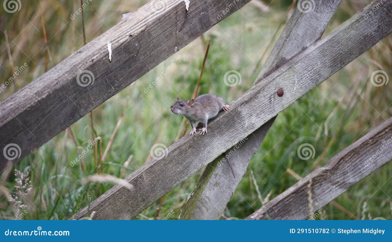 Wild Brown Rats Down on the Farm Stock Photo - Image of feeding, animal ...