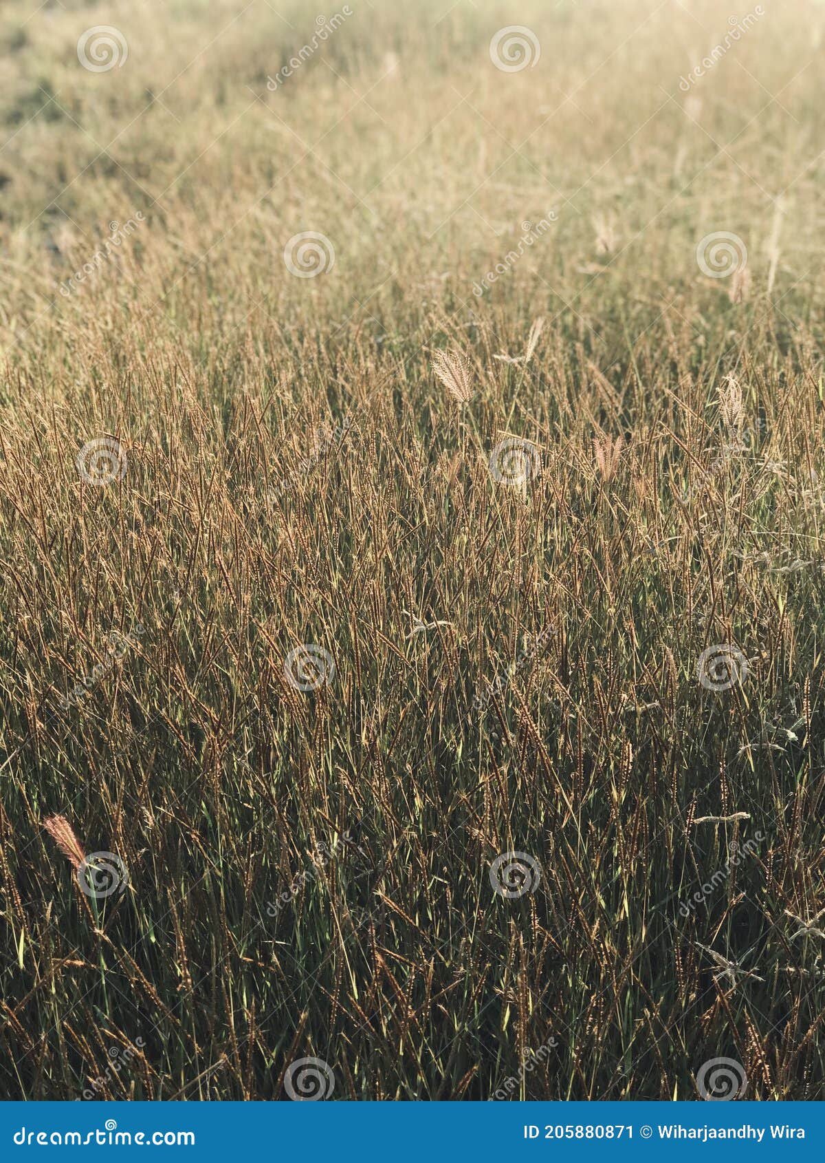 Wild Brown Tall Grass Grown in the Field Stock Image - Image of ...