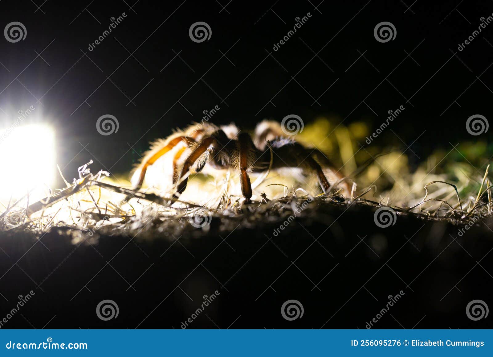 Wild Brown Tarantula Backlit by a Bright Light during Night Time Crawl ...