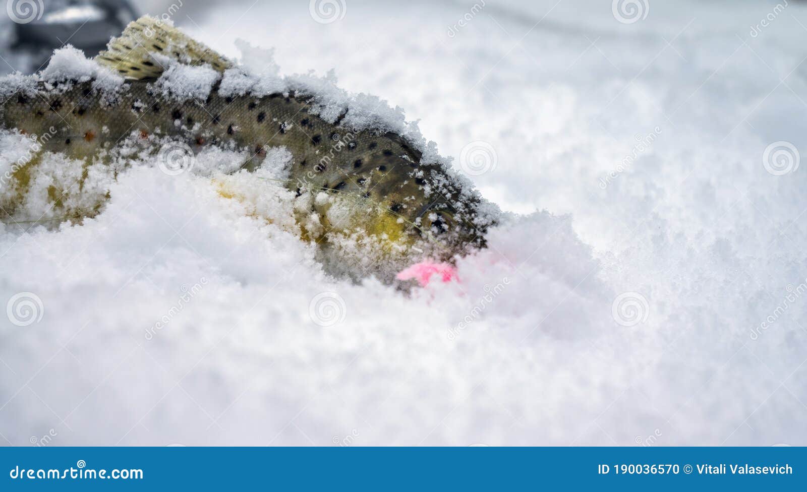 Wild Brown Trout Caught in Winter Stock Photo - Image of fish, catch ...