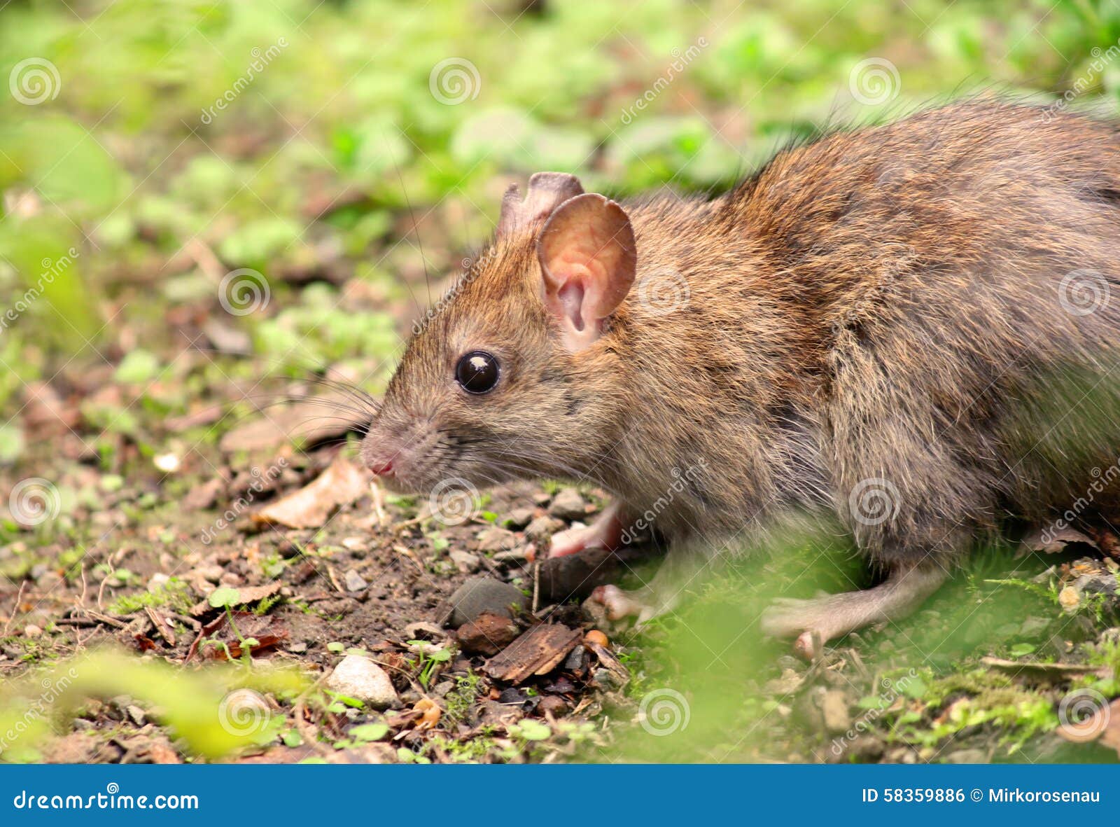 Wild Brown Wood Mouse Eating in Forest Stock Photo - Image of ...