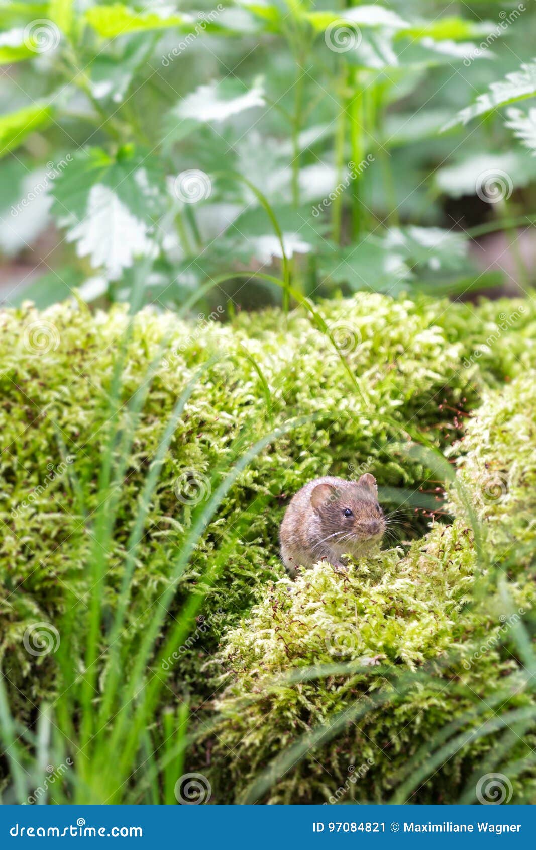 Wild Brown Wood Mouse Sitting on Moss in the Forest, Close-up Stock ...