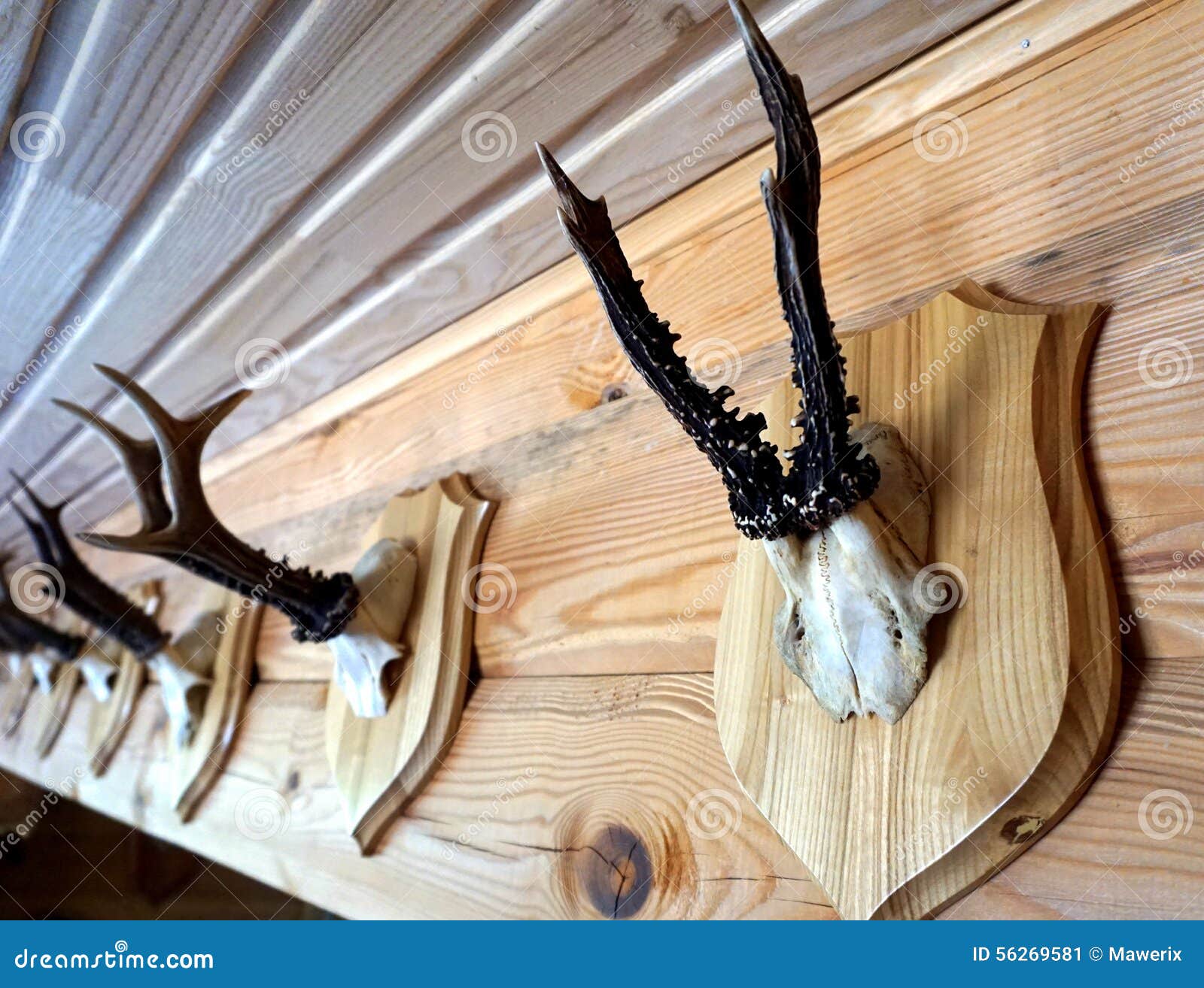 Wild Buck Horns Royalty-Free Stock Photo | CartoonDealer.com #56269581