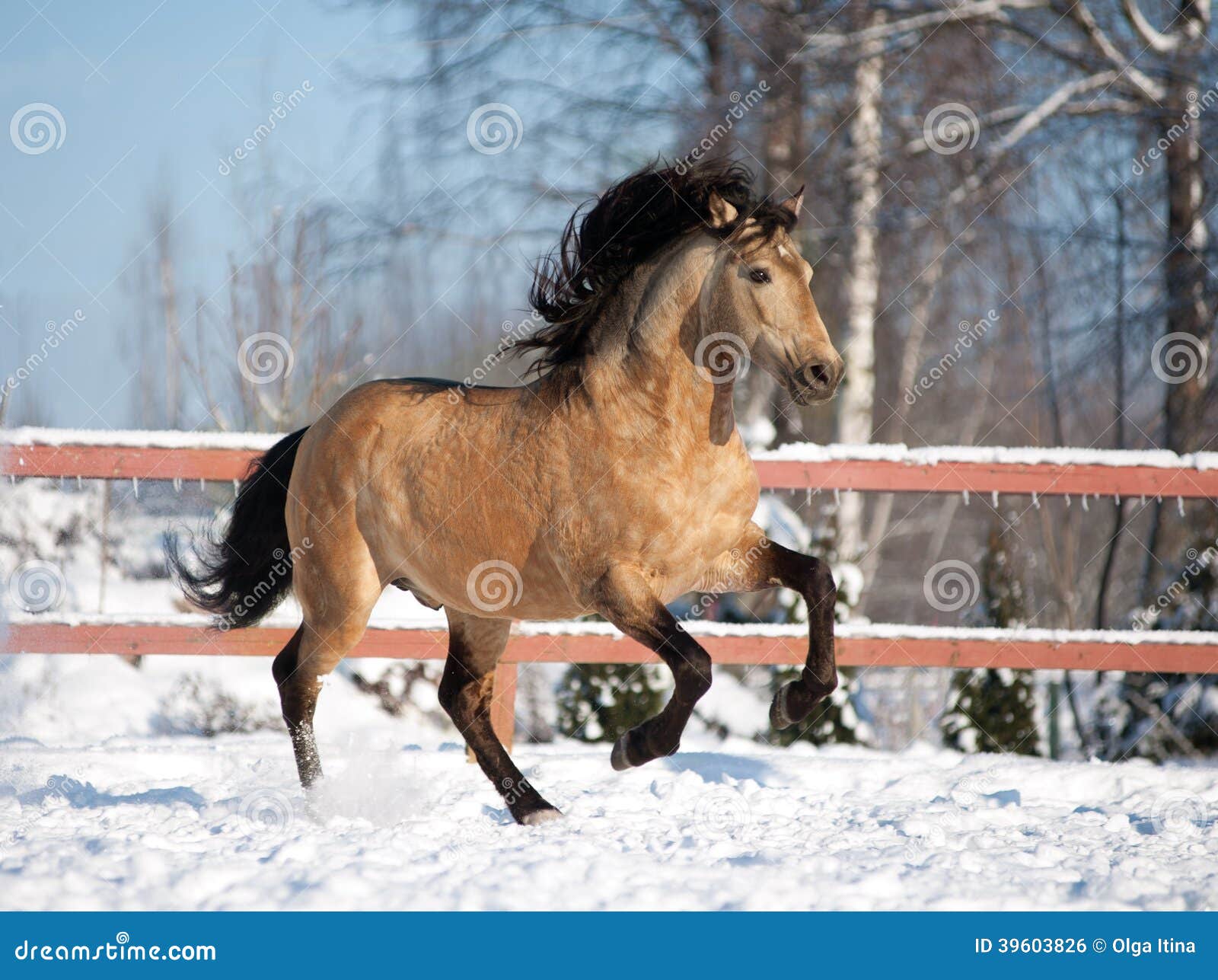 Buckskin Horses Rearing