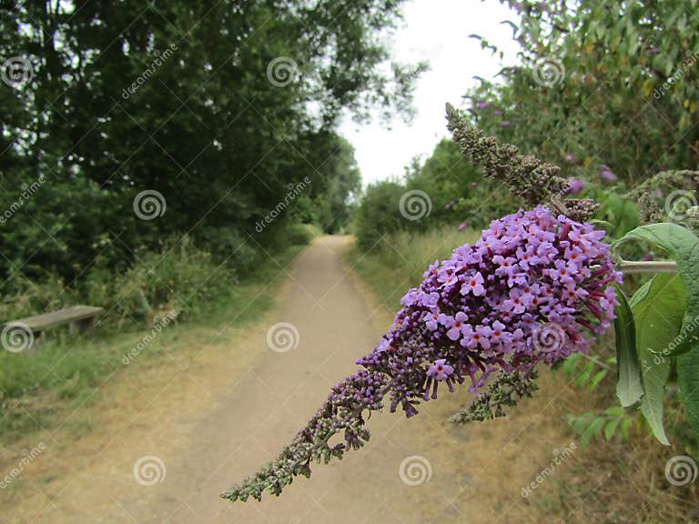 Wild Buddleia Bush Focus on a Nature Path Stock Image - Image of ...