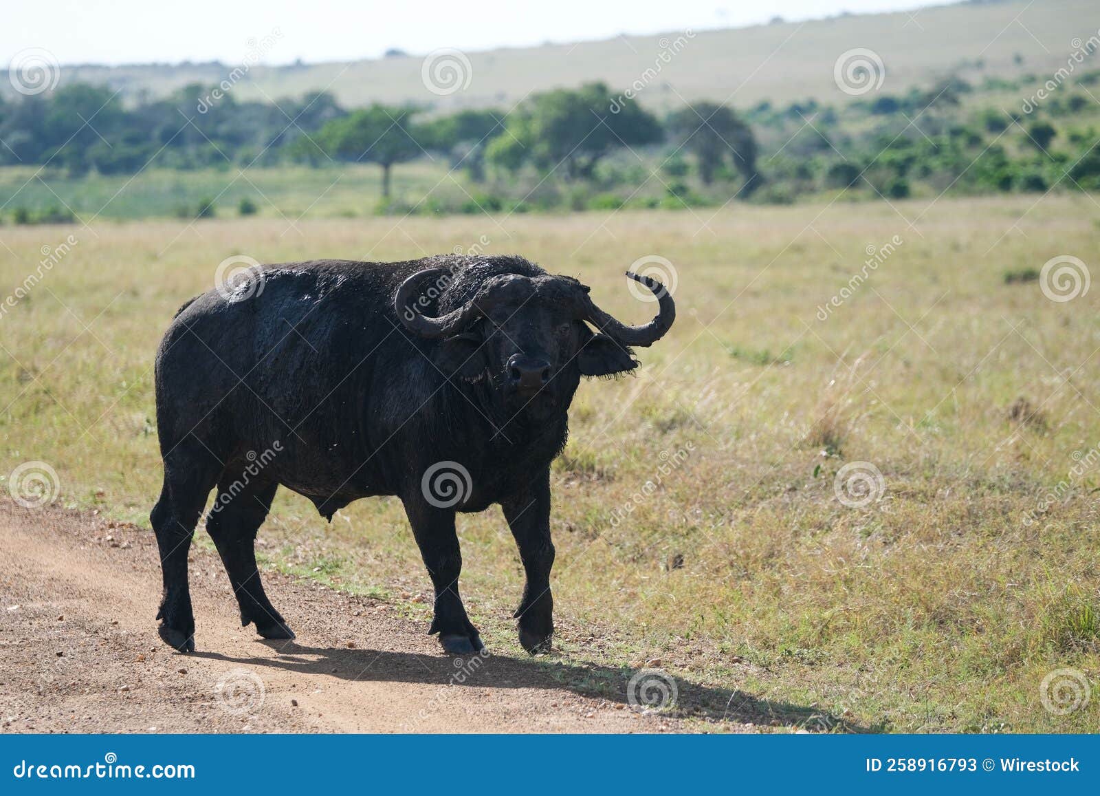 Wild Bufallo in the Wilderness of Africa on a Sunny Day Stock Image ...