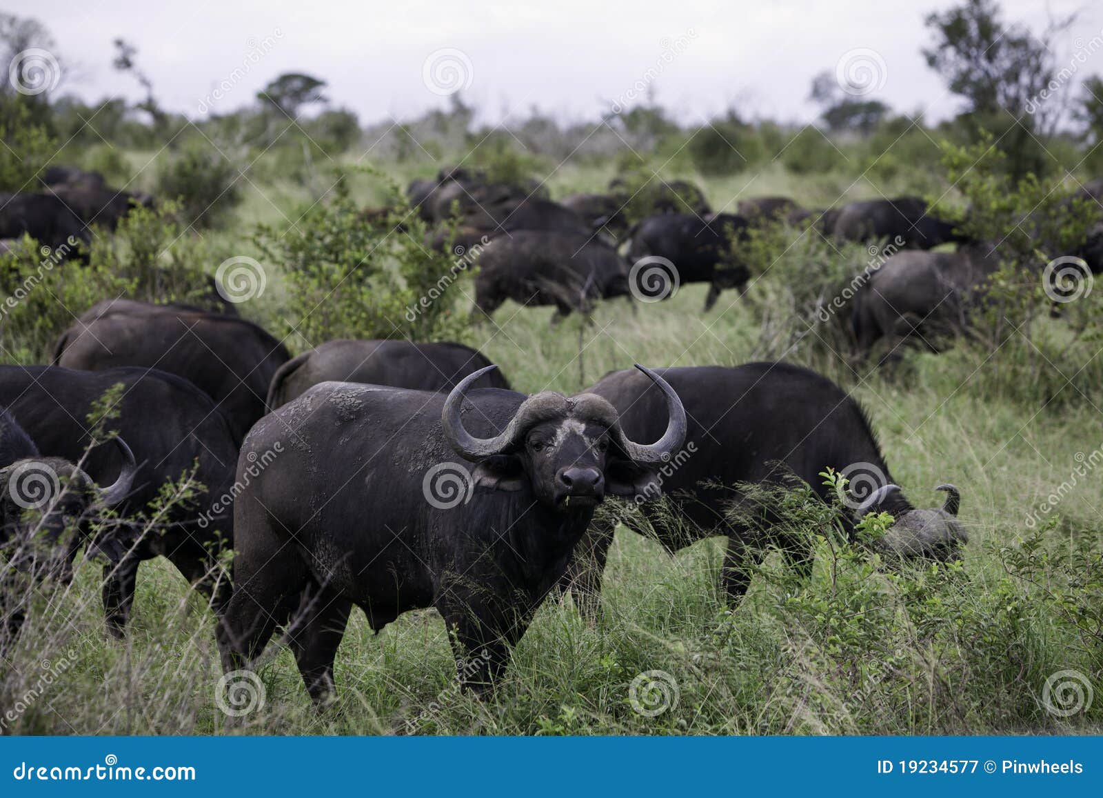 Wild Buffalo stock image. Image of buffalo, grassland - 19234577