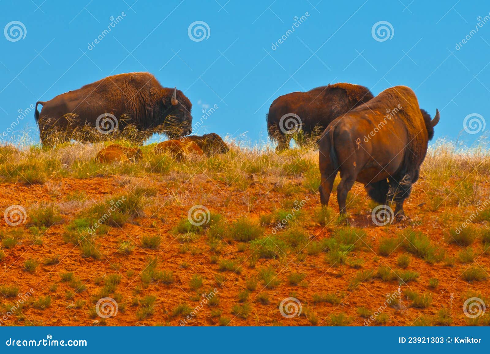 Wild Buffalo stock image. Image of western, prairie, hoofed - 23921303
