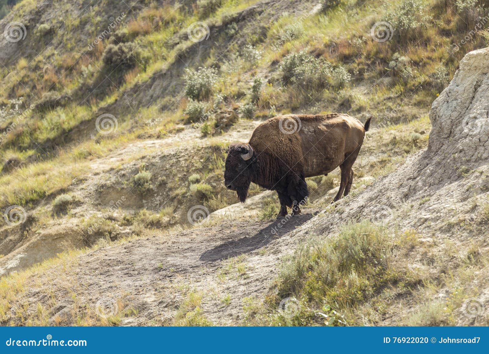 Wild Buffalo stock photo. Image of great, bison, nature - 76922020