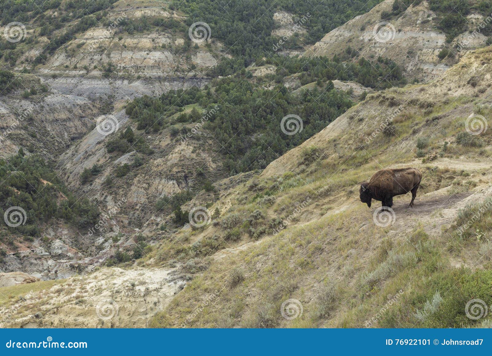 Wild Buffalo stock image. Image of terrain, theodore - 76922101