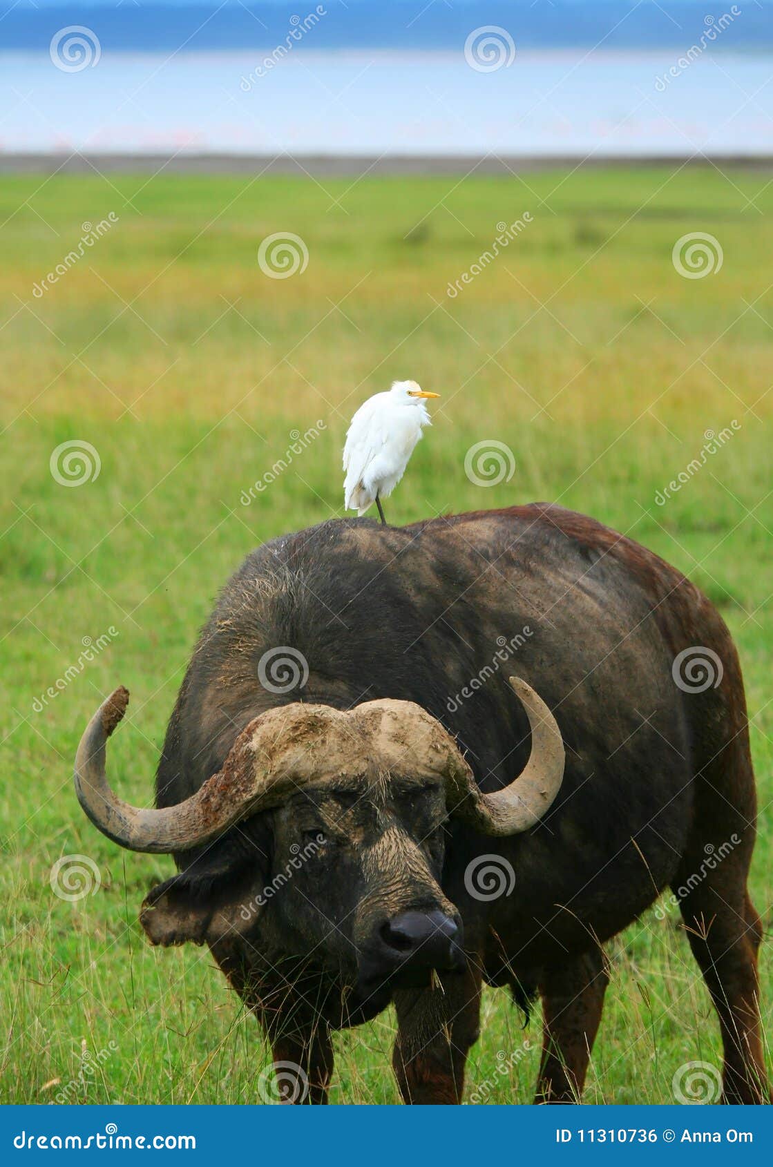 Wild Buffalo and Bird stock photo. Image of nakuru, safari - 11310736