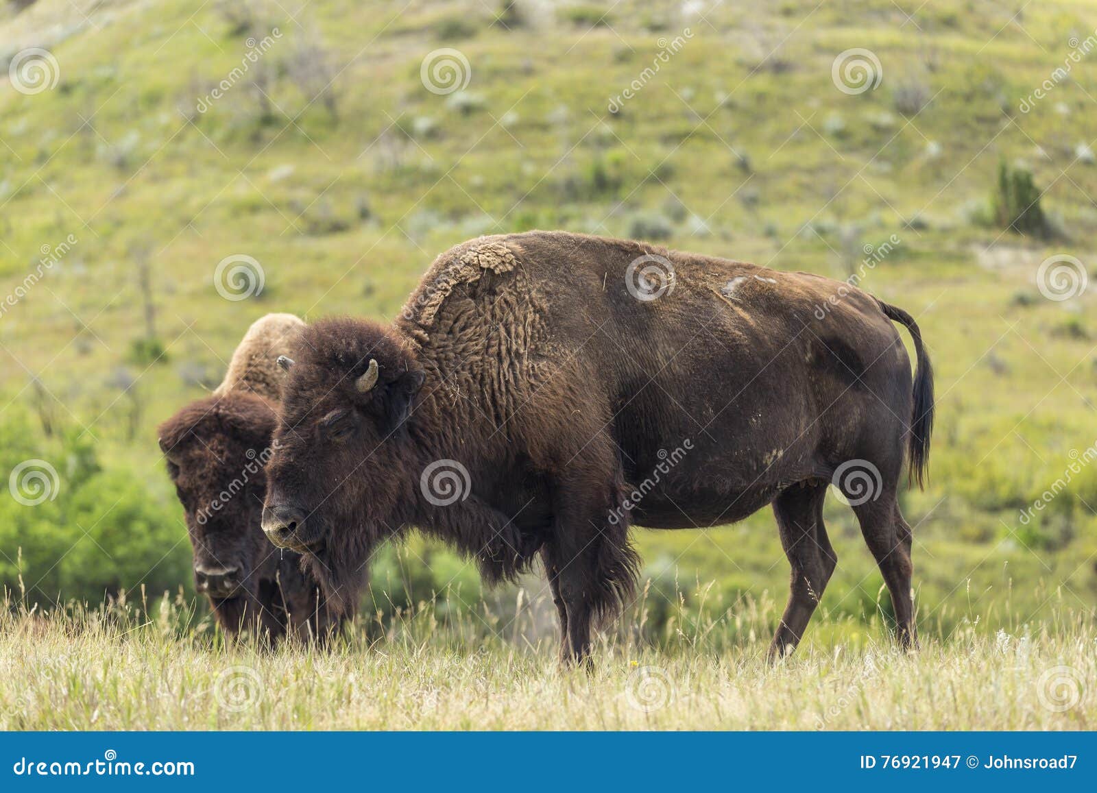 Wild Buffalo stock image. Image of land, color, mammal - 76921947
